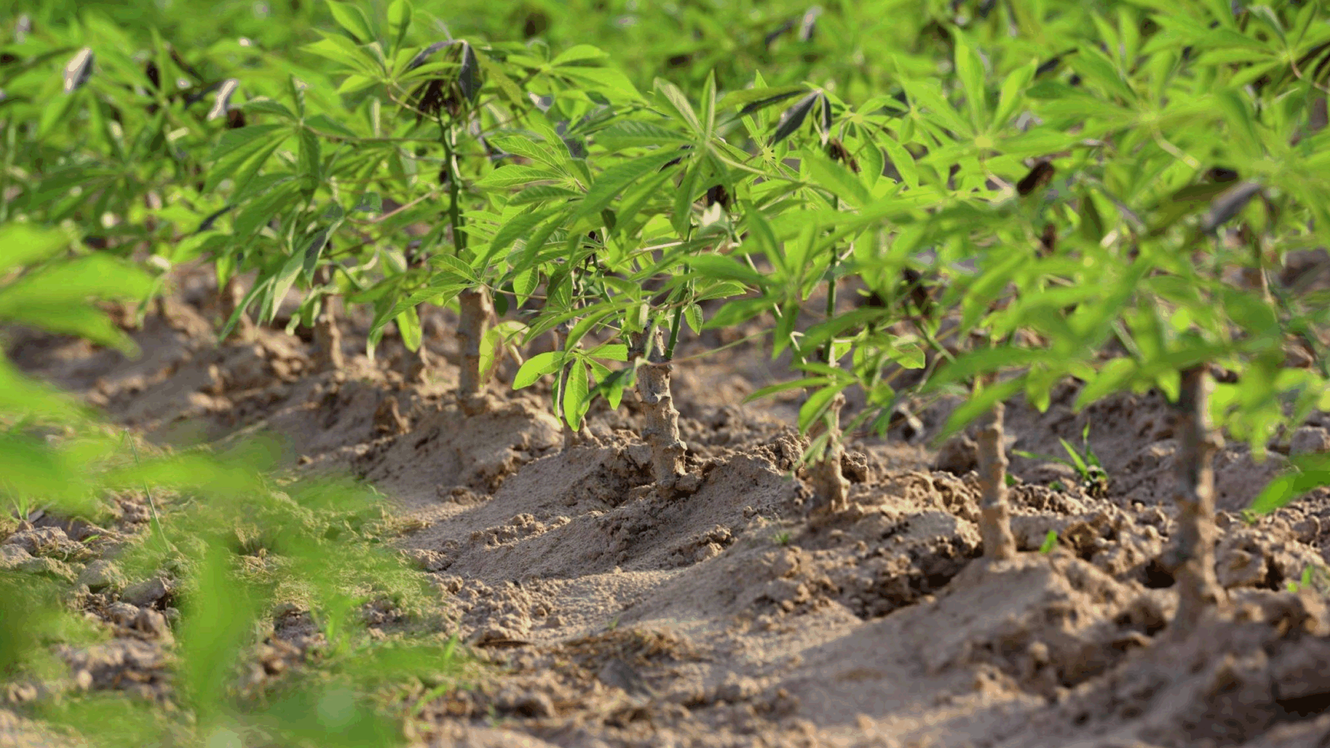 7 Manfaat Daun Ketela: Sumber Gizi Bagi Tubuh